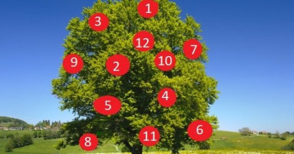 Тест: Дървото на желанията (Видео) - Az-jenata