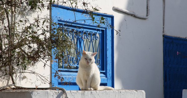 Какво означава, ако срещнете бяла котка? - Az-jenata